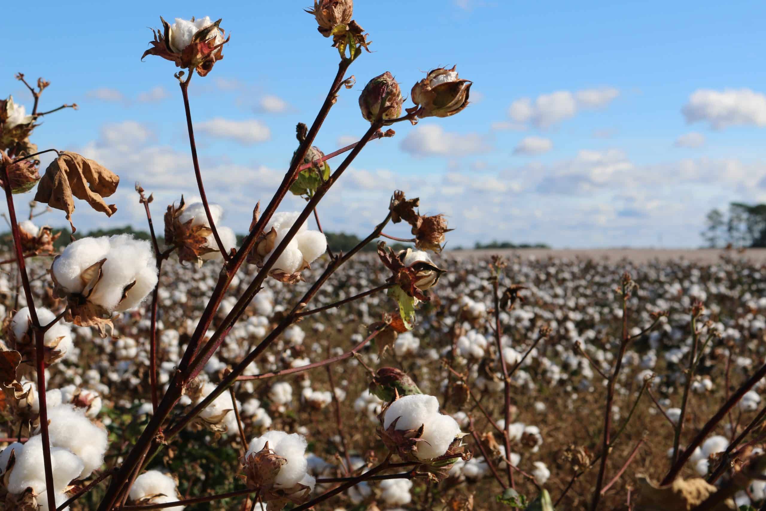 The Impact Of The Cotton Gin - Essay and Speech for Students