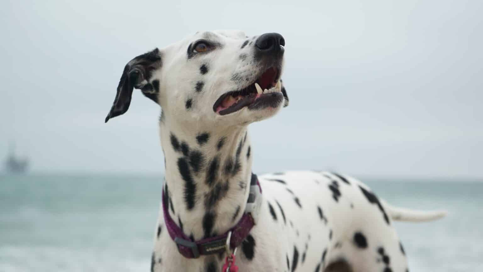 13 Crazy Facts About Dalmatians