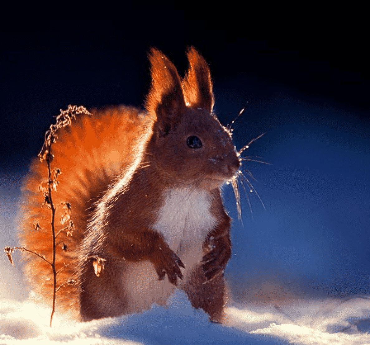 20 Extraordinary Animal Portraits By Photographer Sergey Polyushko