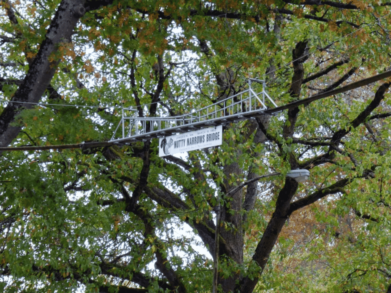 How Animal Bridges Are Keeping Wildlife Safe